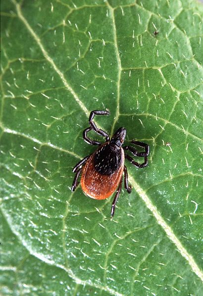 7 Natural Tick Repellents From The Plant Kingdom | Wild Foodism