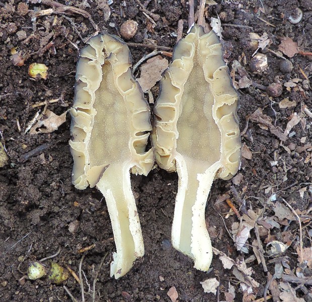 How To Find And Identify Morel Mushrooms | Wild Foodism
